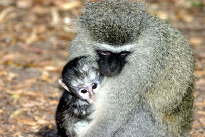 Identifying Color Differences Using L*a*b* or L*C*H* Coordinates